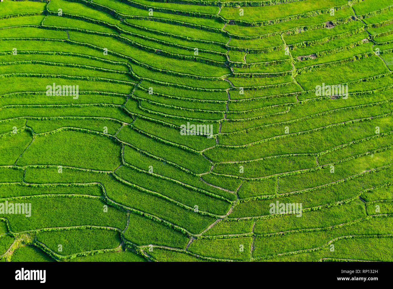 (View from above) Stunning aerial view of a spectacular green rice ...