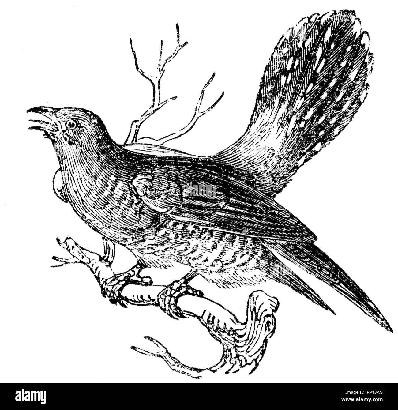 The roadrunners Black and White Stock Photos & Images - Alamy