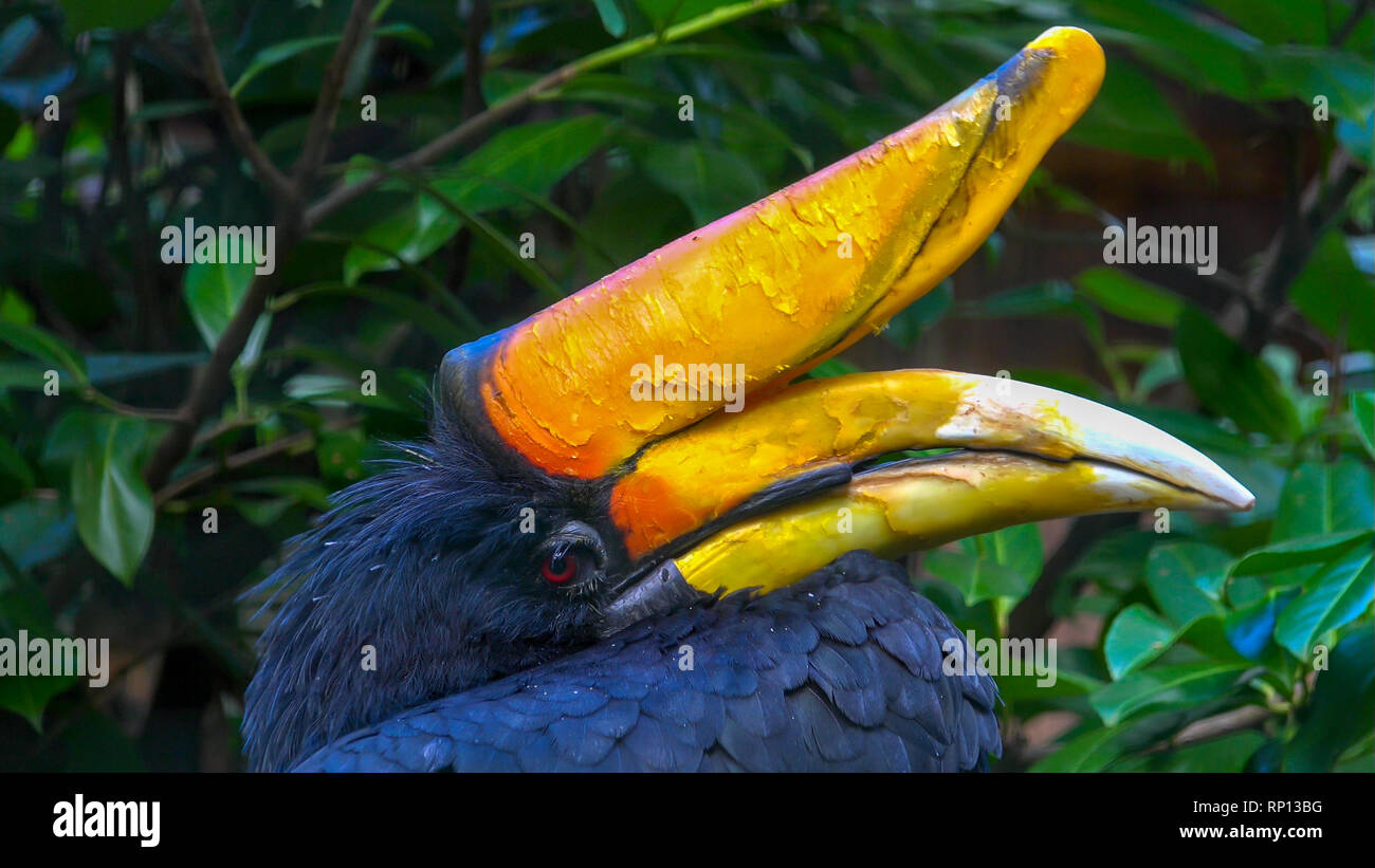 Head Rhinoceros Hornbill High Resolution Stock Photography and Images ...