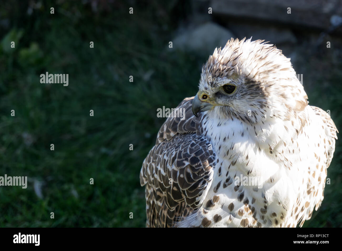 Falco rusticolus white hi-res stock photography and images - Alamy