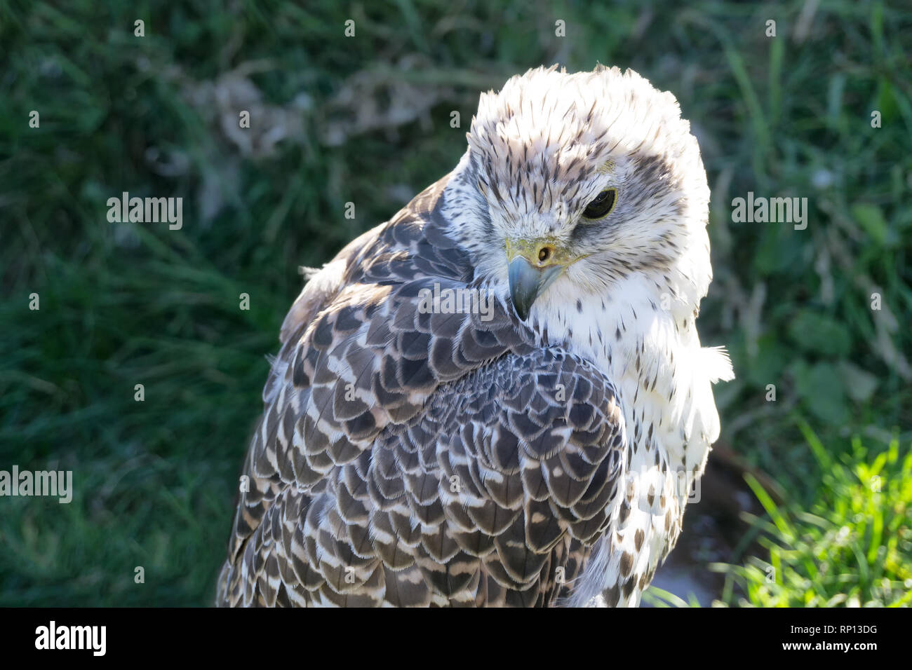Falco gyrfalco hi-res stock photography and images - Alamy
