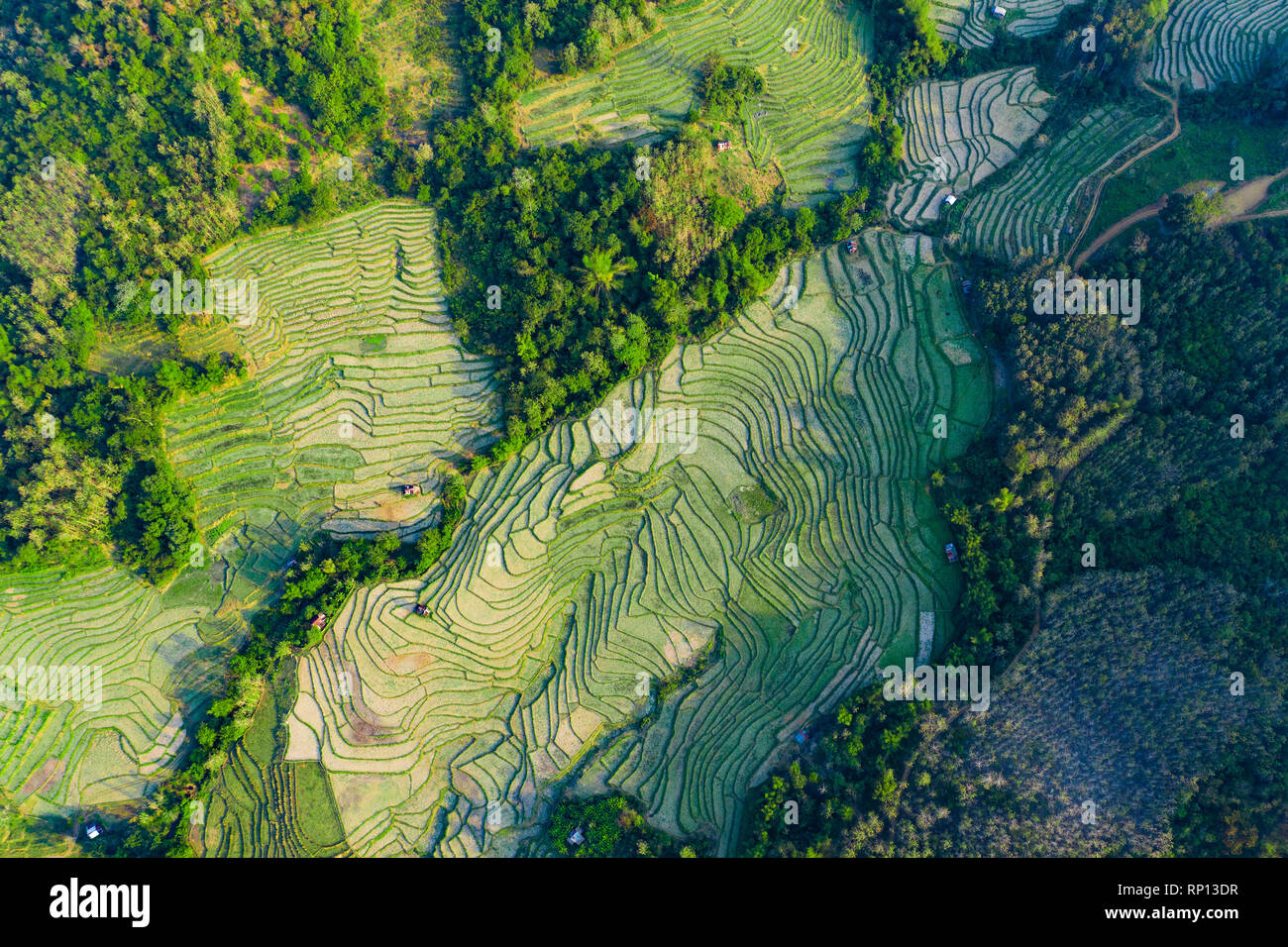 (View from above) Stunning aerial view of a spectacular green rice ...