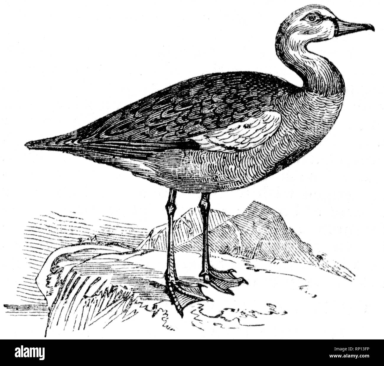 Wood cut engraved illustration, taken from 'The Treasury of Natural ...