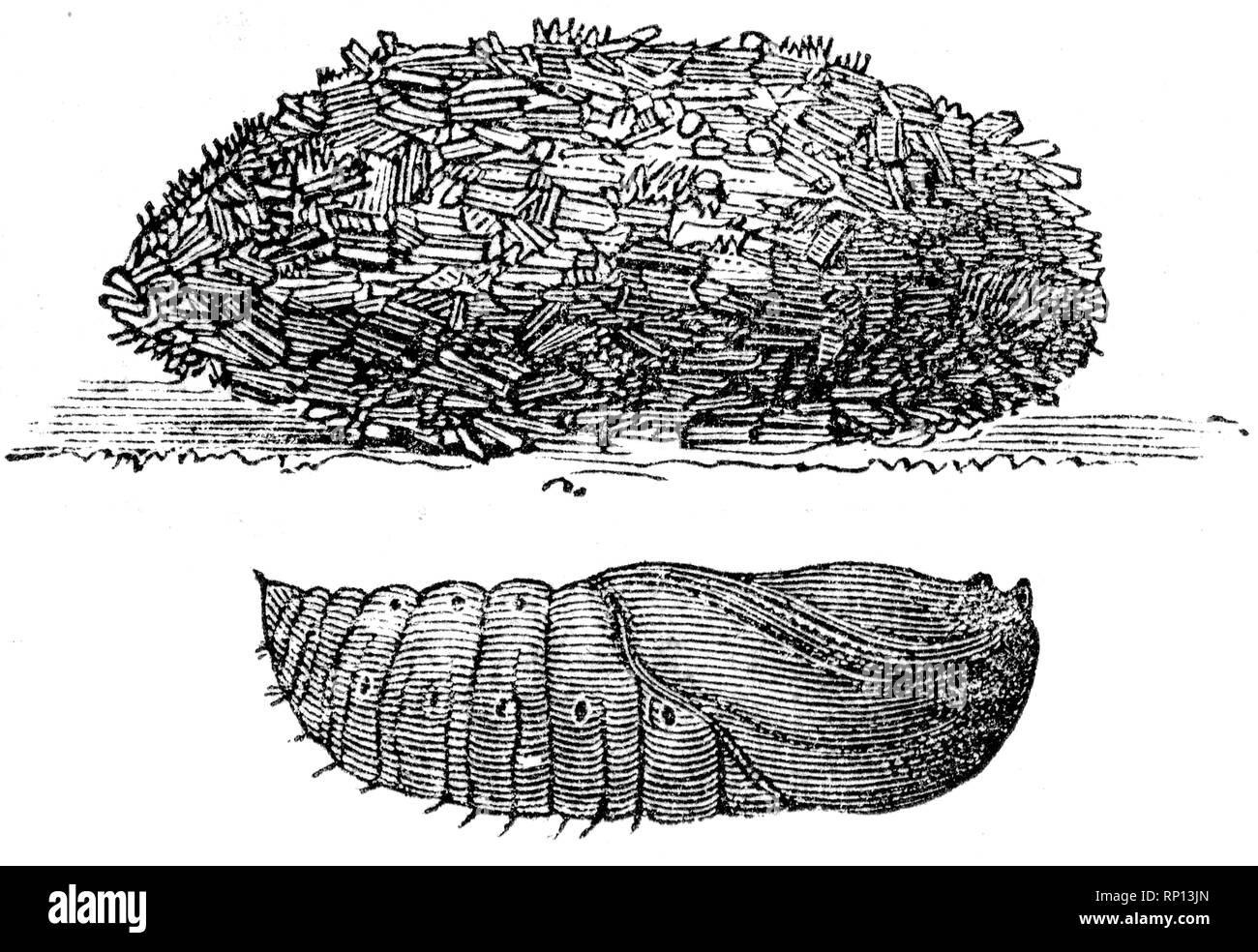 Goat moth cossus cossus pupa hi-res stock photography and images - Alamy