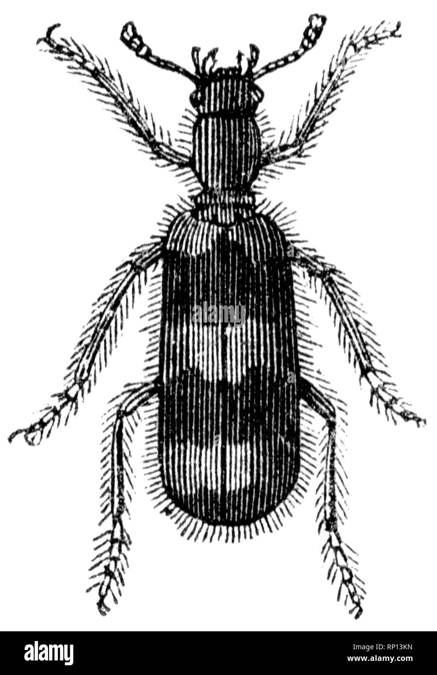 Soldier beetle illustration Black and White Stock Photos & Images - Alamy
