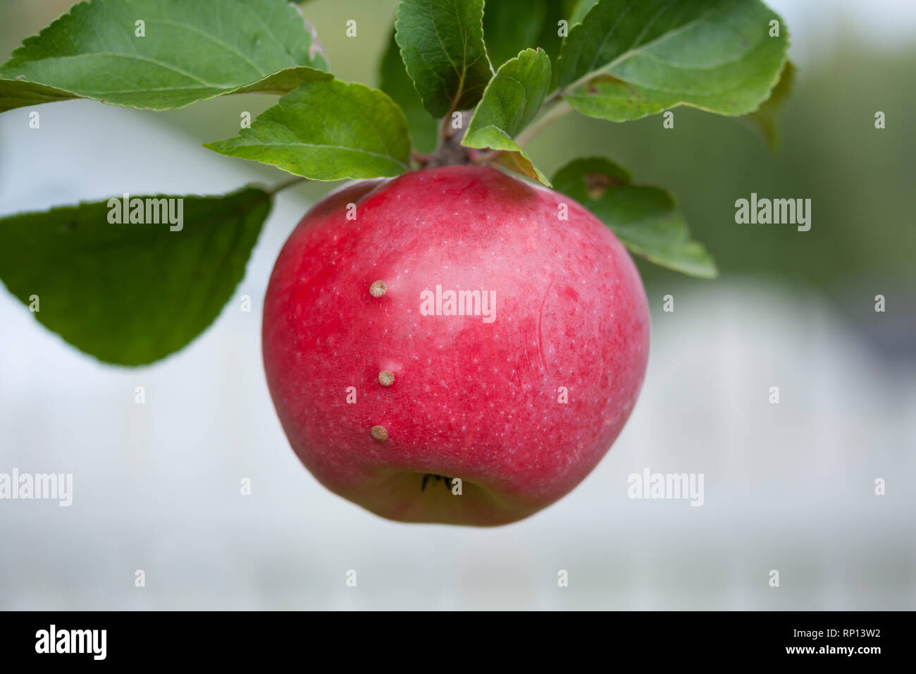 Scab on apple tree hi-res stock photography and images - Alamy