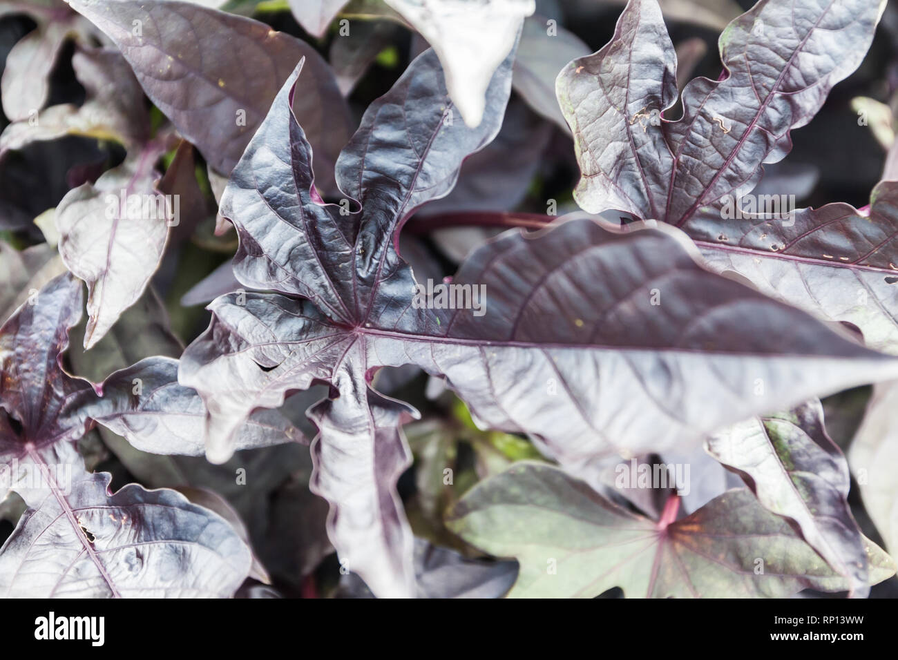 Purple Castor leaf is growing in the garden at summer Stock Photo - Alamy
