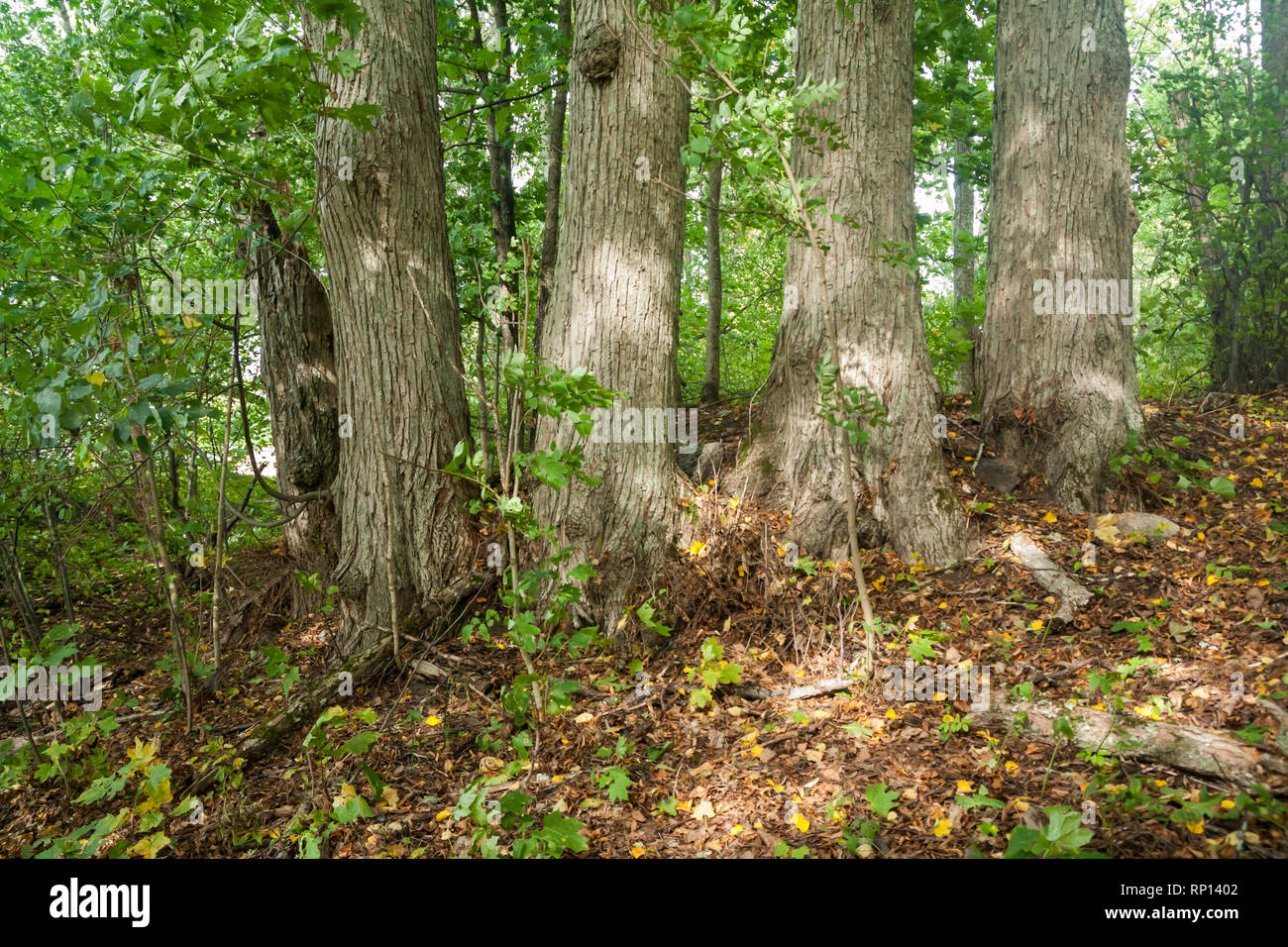 Thick tree trunks are in the forest in Finland at summer Stock Photo ...