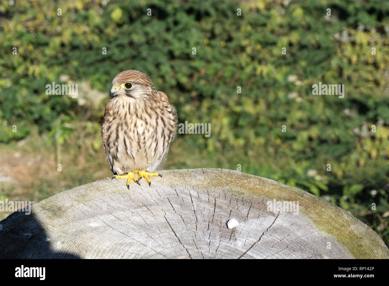 Falco alopex hi-res stock photography and images - Alamy