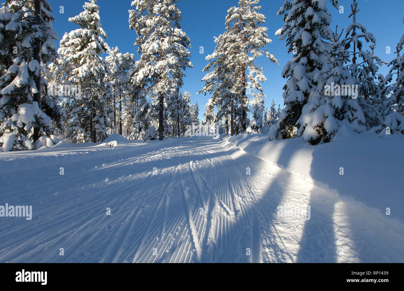 View on Cross-country, classic and skate skiing tracks in a snowy ...