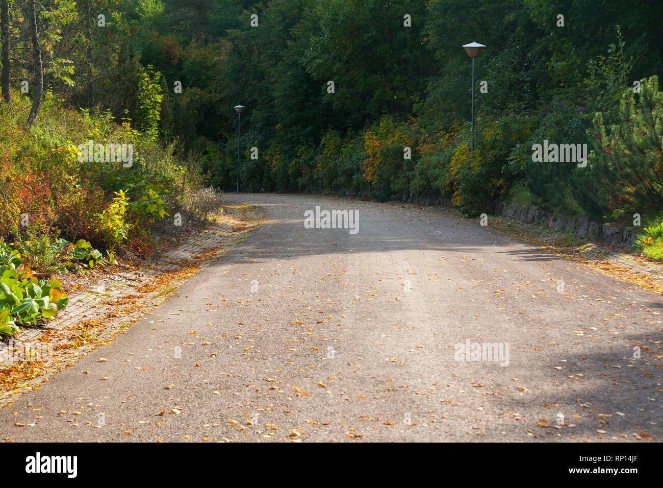 Walkway lane path with green trees in Finland forest at summer ...