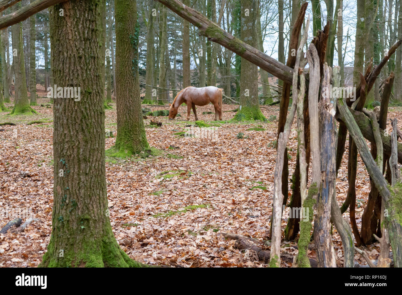 Brown horse with a white back grazing among fallen leaves in the tree ...