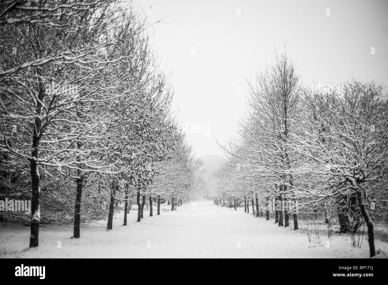 Snow Landscape with snow covered trees Stock Photo - Alamy