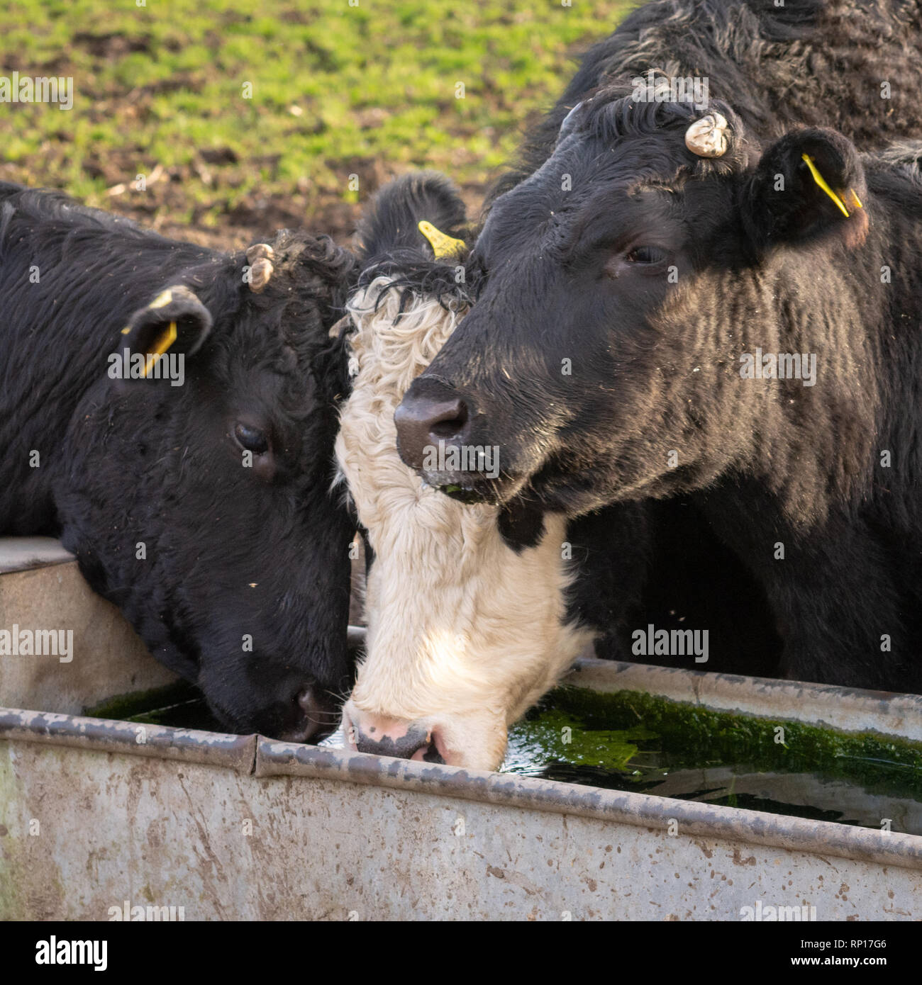 Cow trough hi-res stock photography and images - Alamy