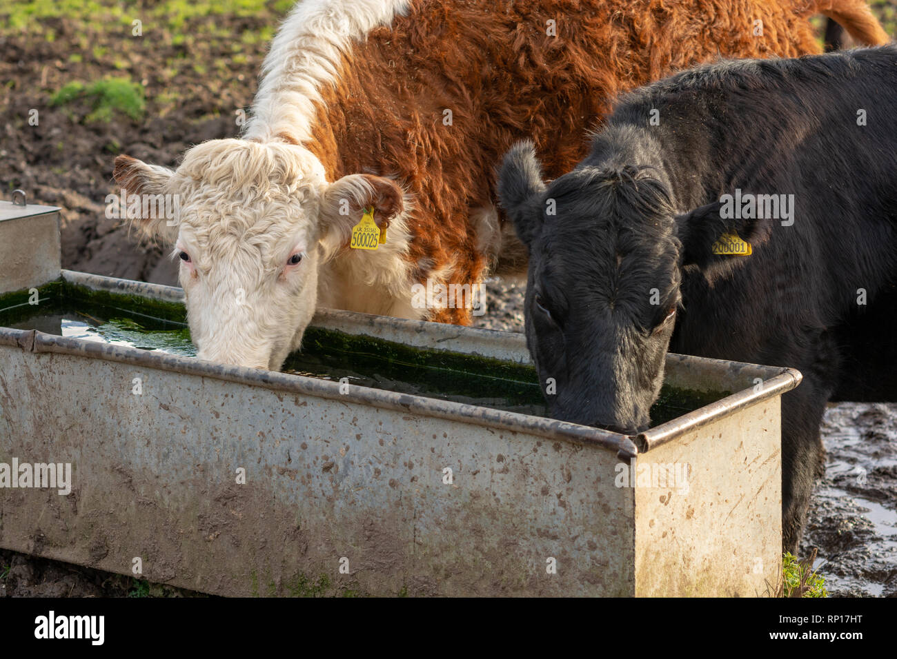 Two cows drinking from a trough Stock Photo - Alamy