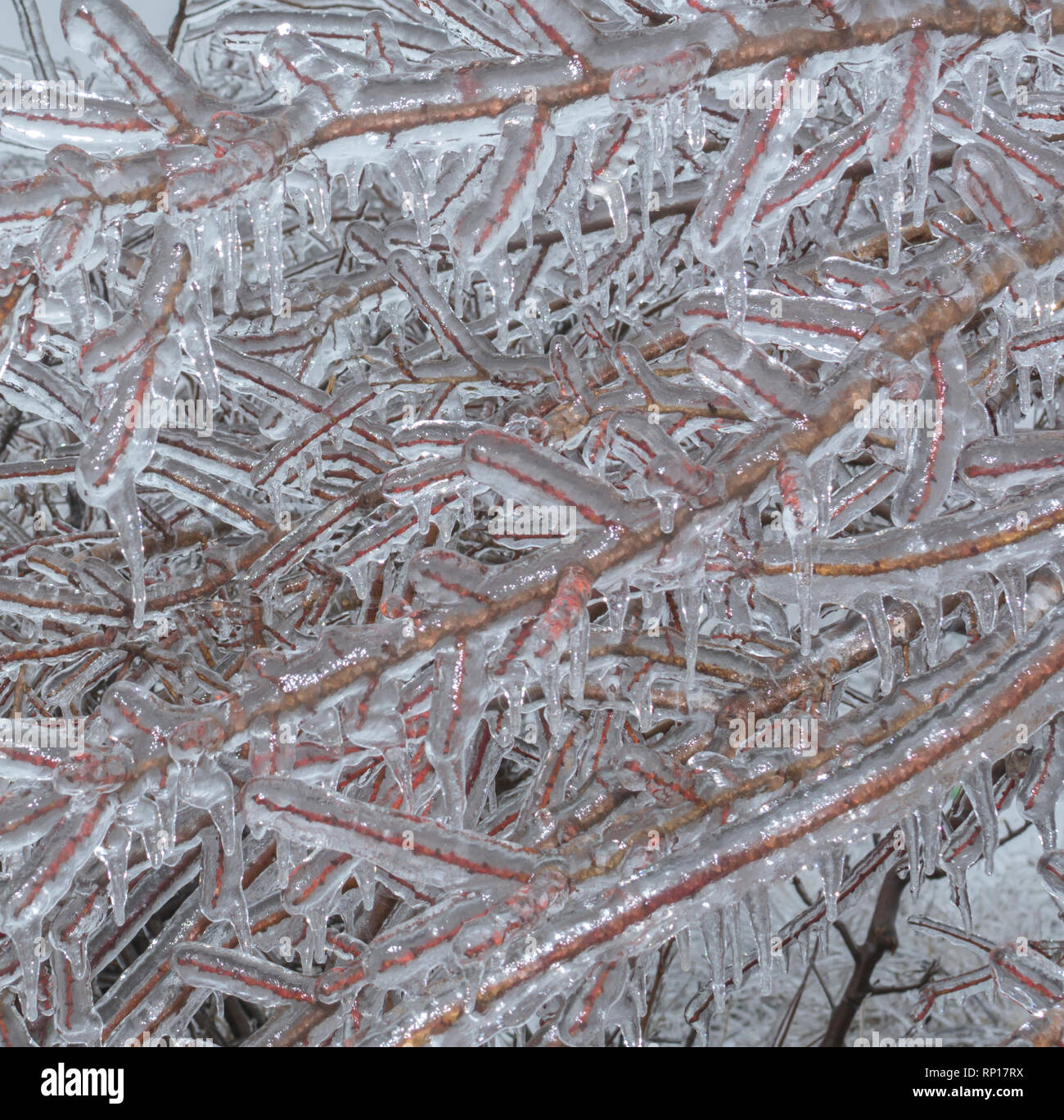 Freezing rain leaves hi-res stock photography and images - Alamy
