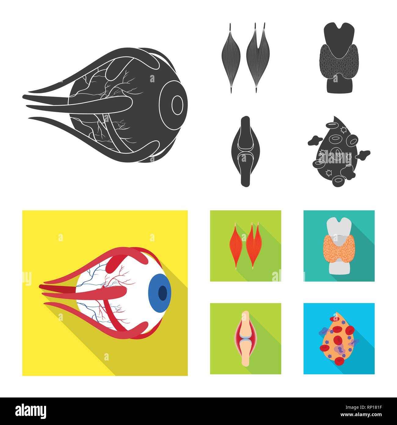 eyeball,muscle,dorsal,bone,blood,eye,organs,spinal,tendon,plasma,cornea ...