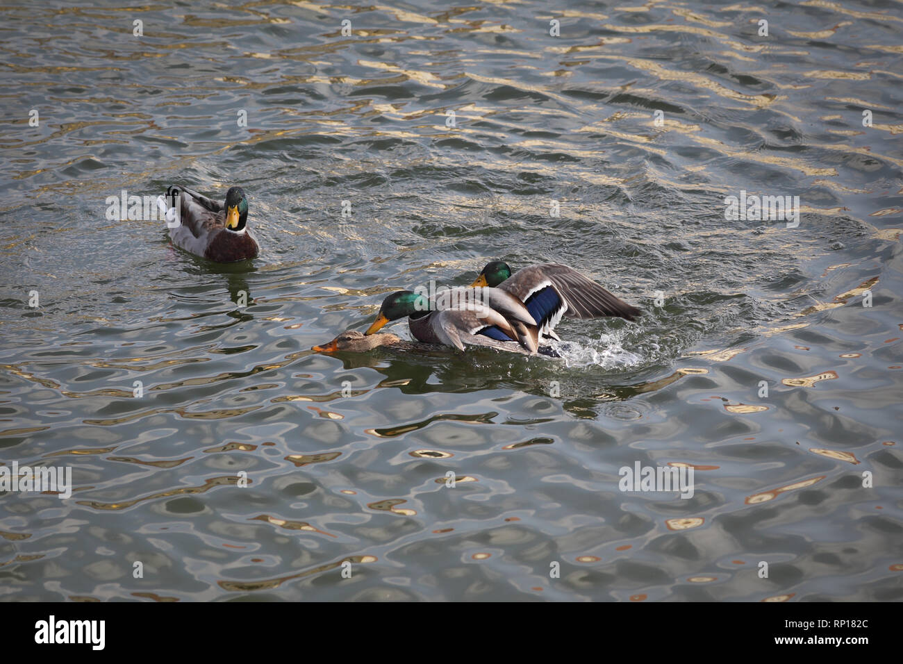 Male reproduction hi-res stock photography and images - Alamy