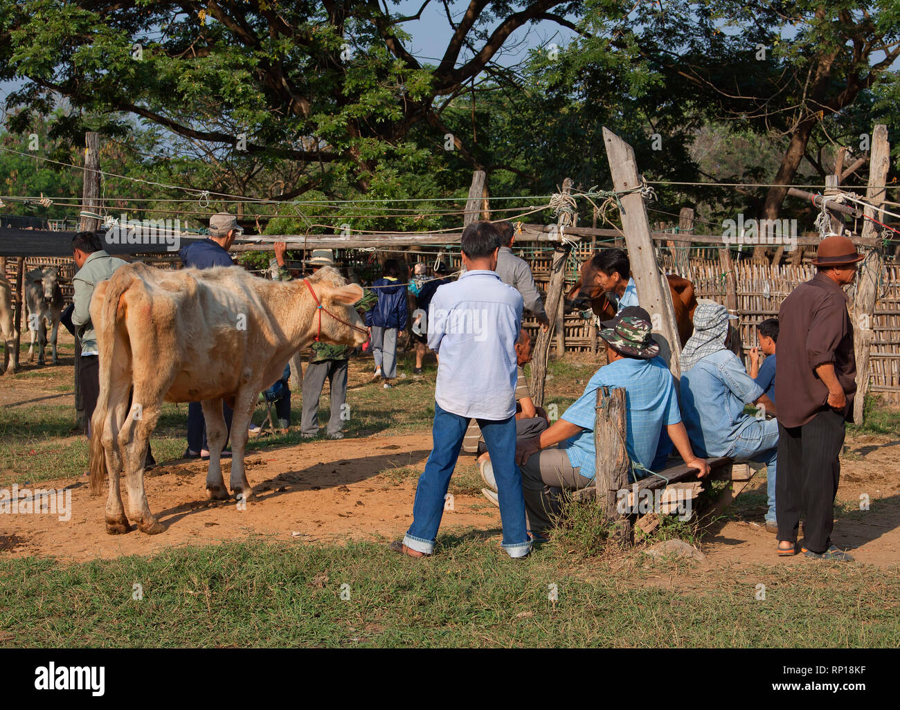 Cattle on the animal market in San Patong, Chiang Mai, Thailand Stock ...