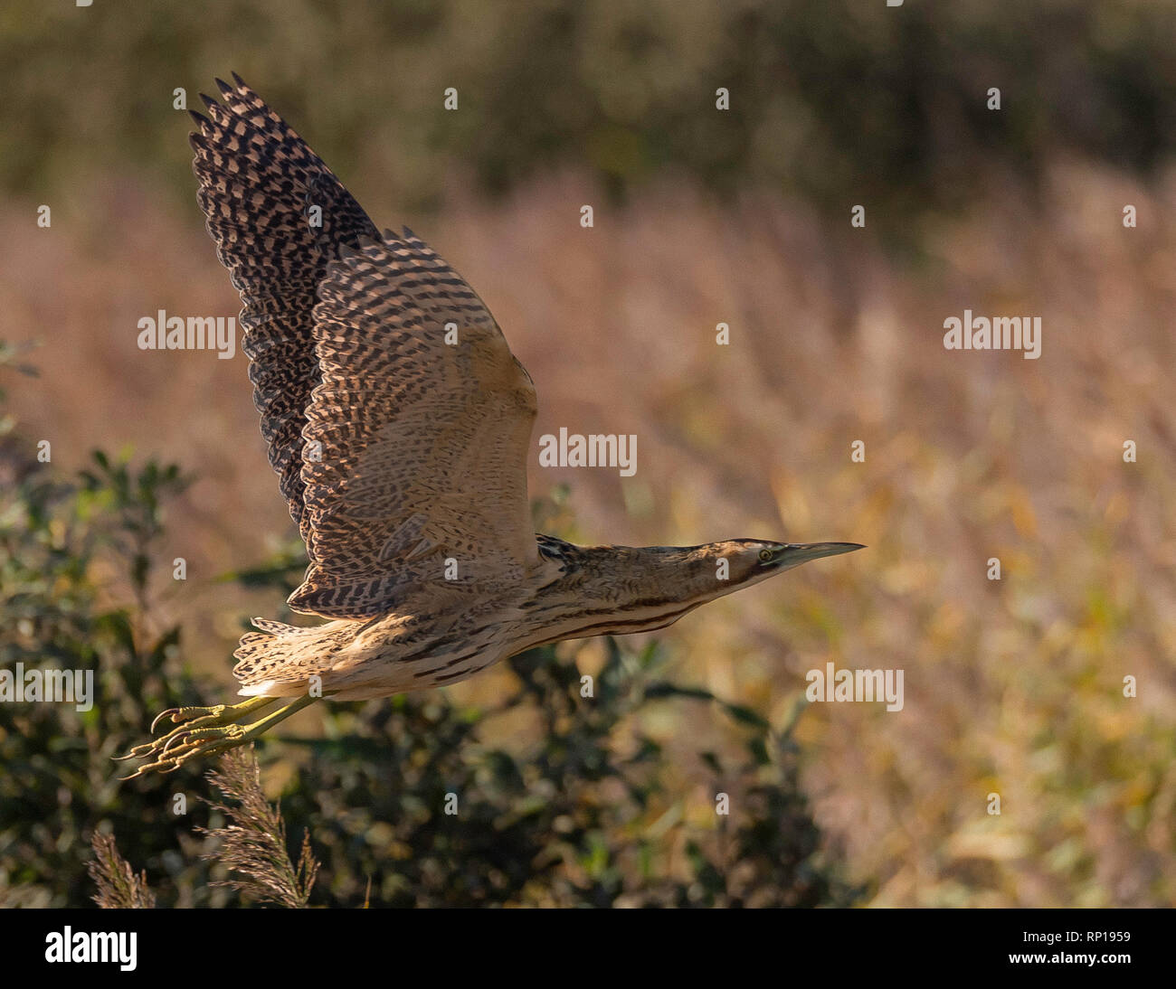 Rspb photography hi-res stock photography and images - Alamy