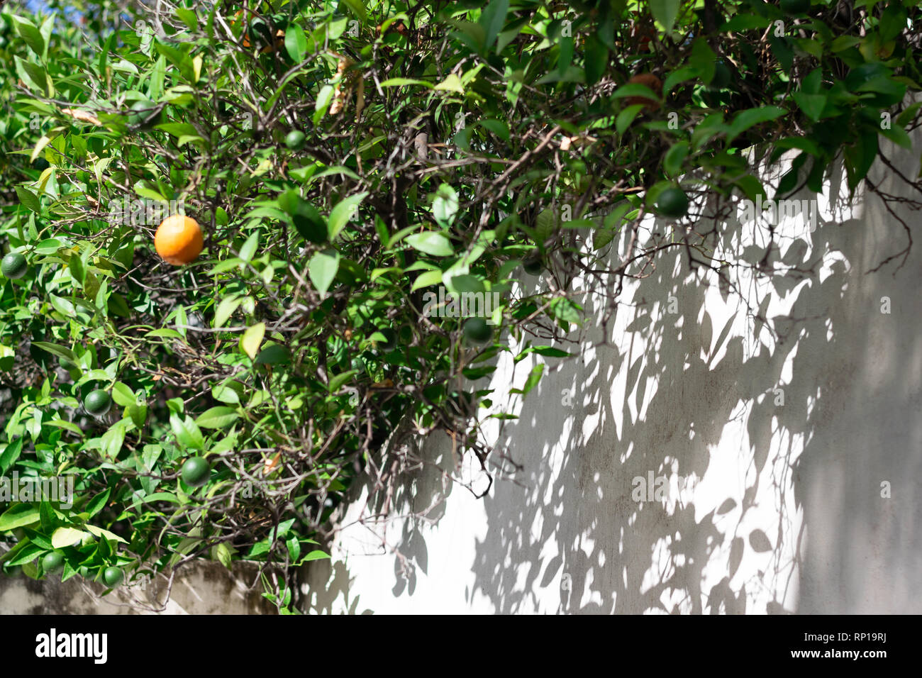 Orange tree shadow on a white wall. Ripe and unripe oranges Stock Photo ...