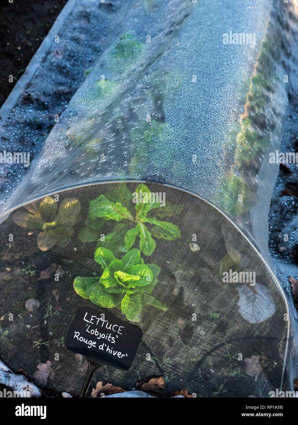 Mesh protective protection tunnel hi-res stock photography and images ...