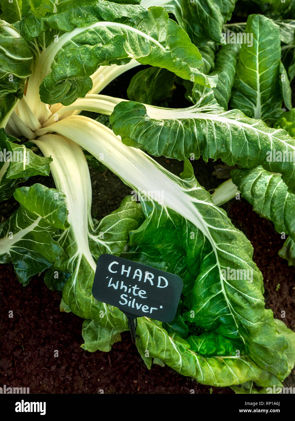 Vegetable Leaf Guide