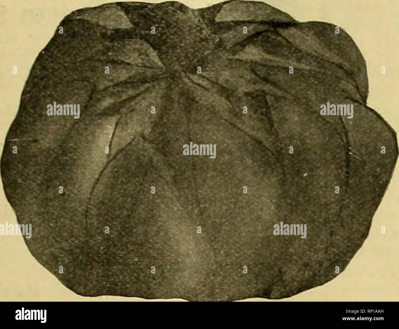 Lima giganteum hi-res stock photography and images - Alamy