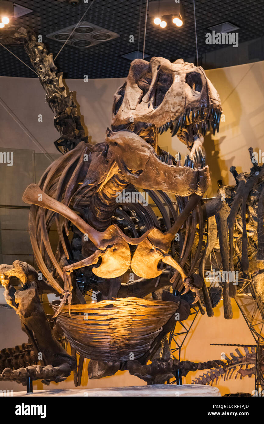 Japan, Honshu, Tokyo, Hibiya, Ueno Park, National Museum of Nature and ...
