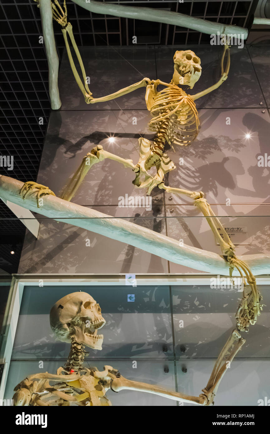 Japan, Honshu, Tokyo, Hibiya, Ueno Park, National Museum of Nature and ...