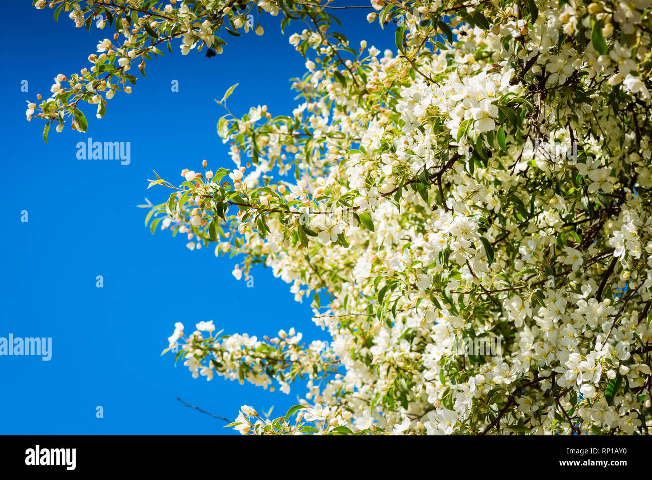 Prunus bird cherry, macro Stock Photo - Alamy
