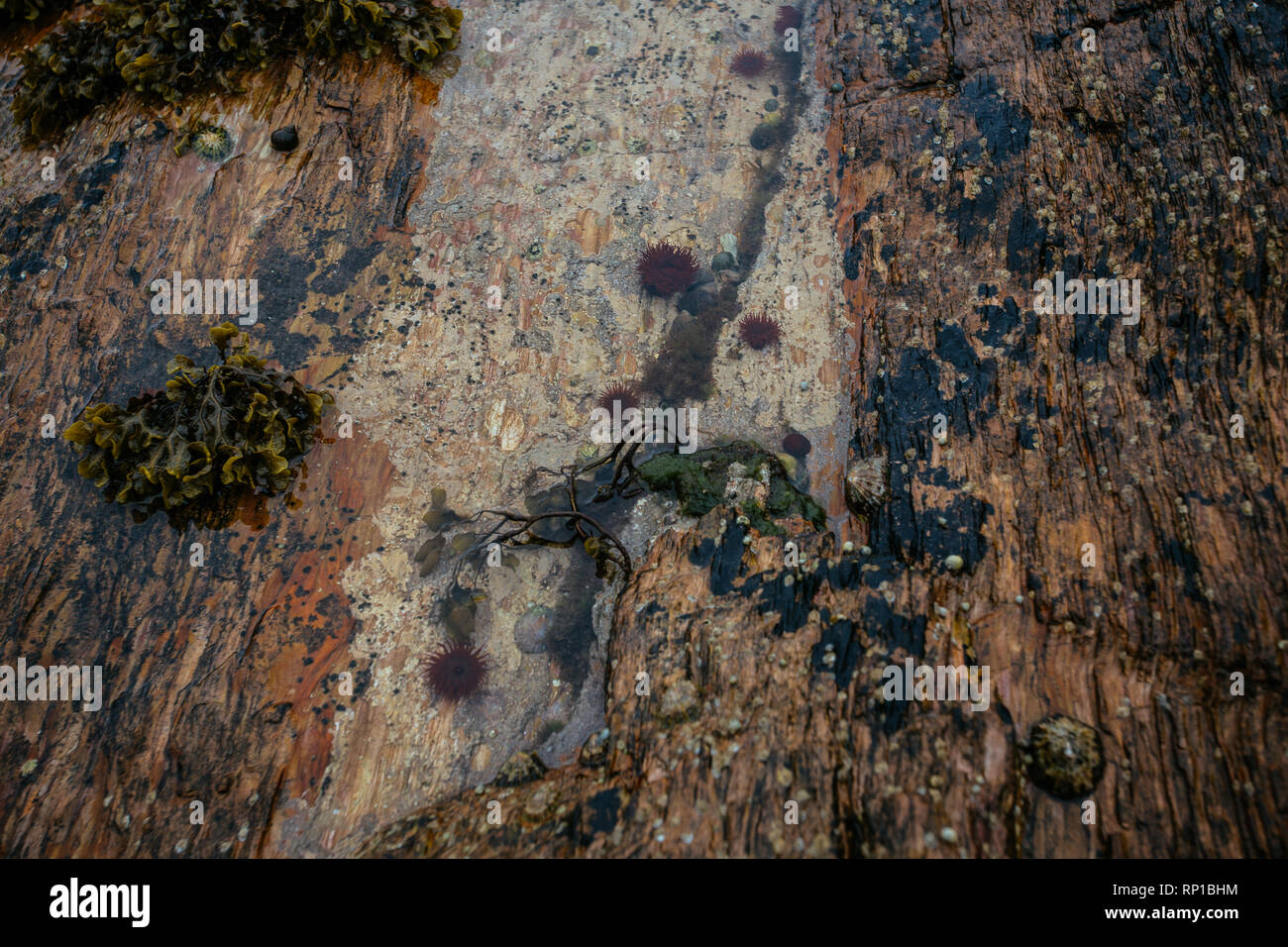 Amazing Textures in Rocks and Stones Stock Photo - Alamy