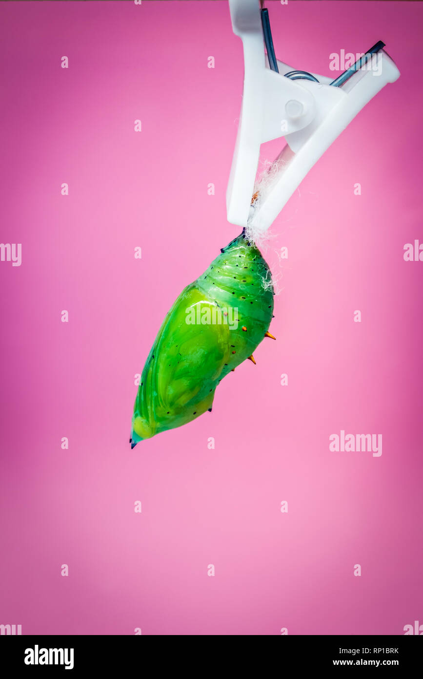 A green pupa of the tropical butterfly Stock Photo - Alamy