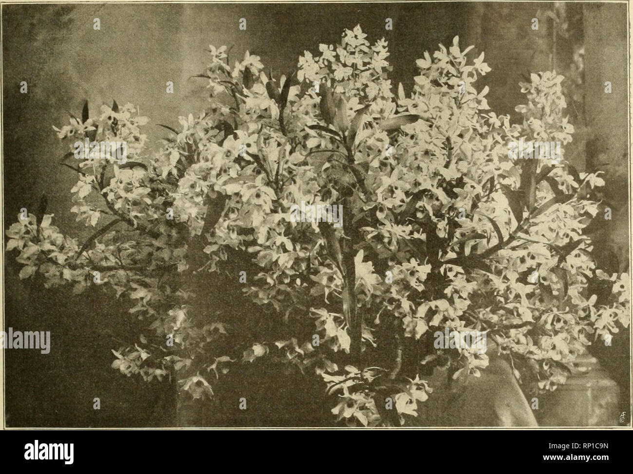 Dendrobium nobile cut flowers hi-res stock photography and images - Alamy
