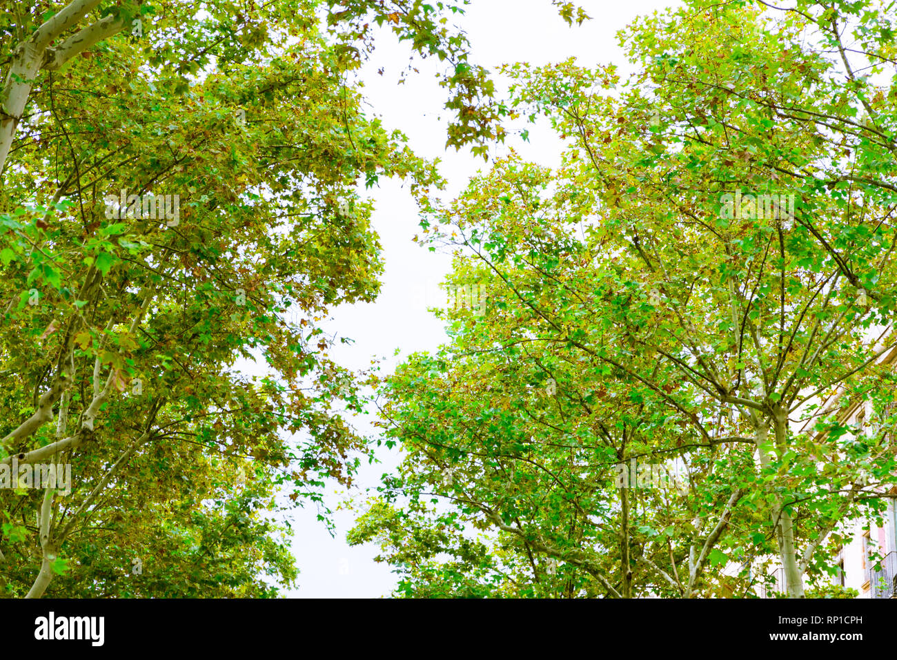 Barcelona, Spain. Trees in the Rambla in the afternoon in summer Stock ...