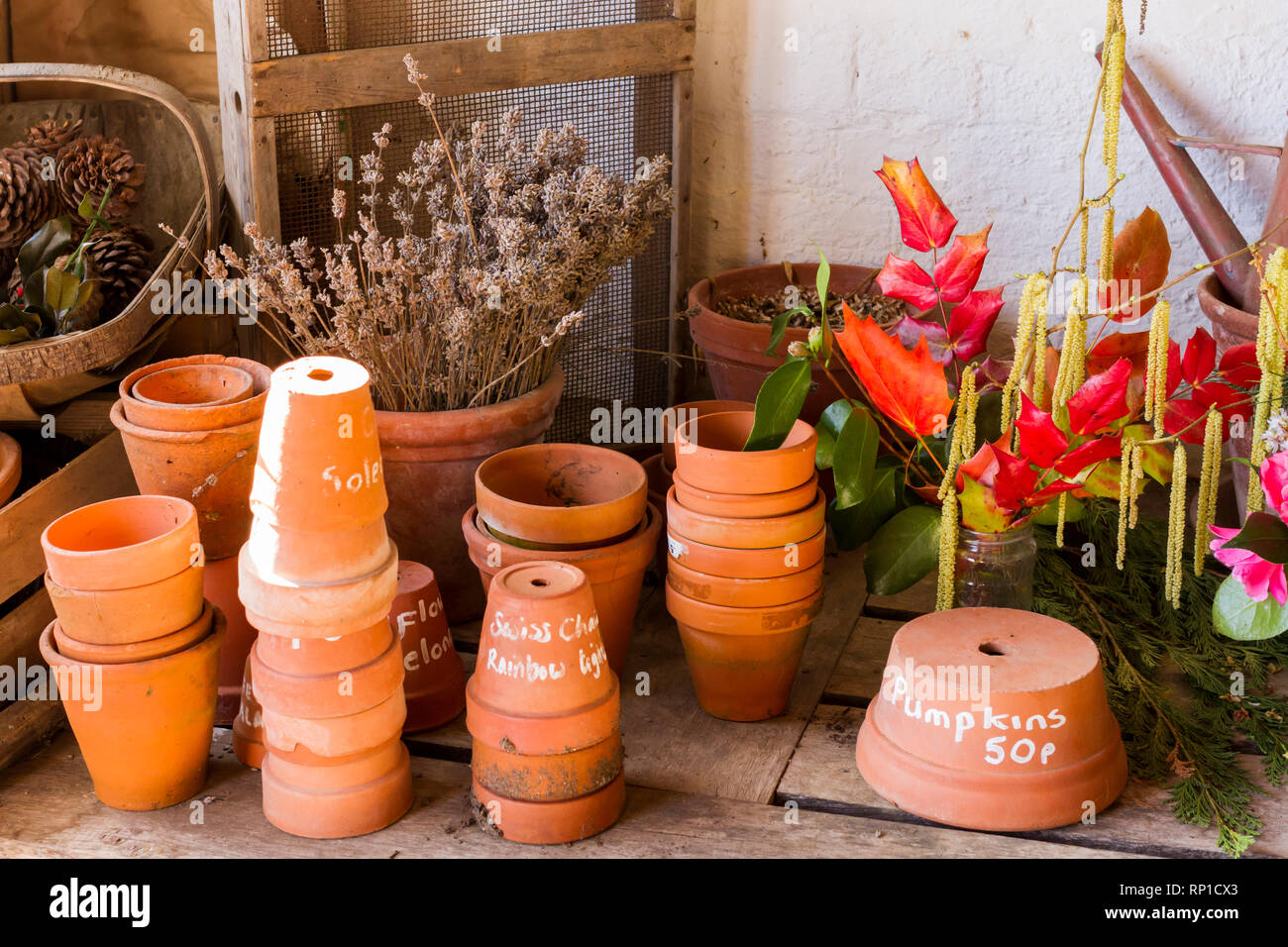 Garden plant pots and plants display Stock Photo - Alamy
