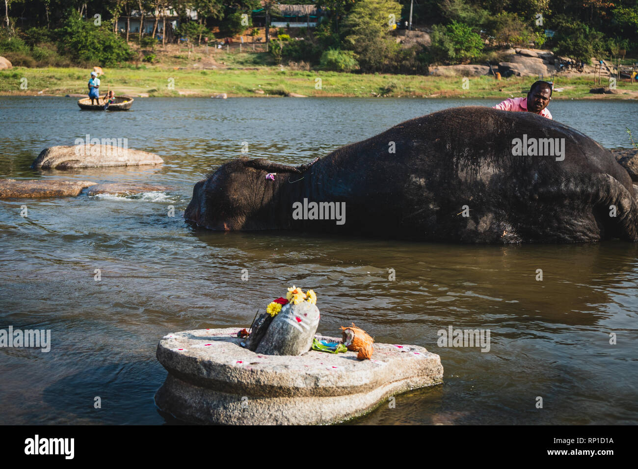 A Man Wash His Elephant On The River In Hampi India Karnakata Stock