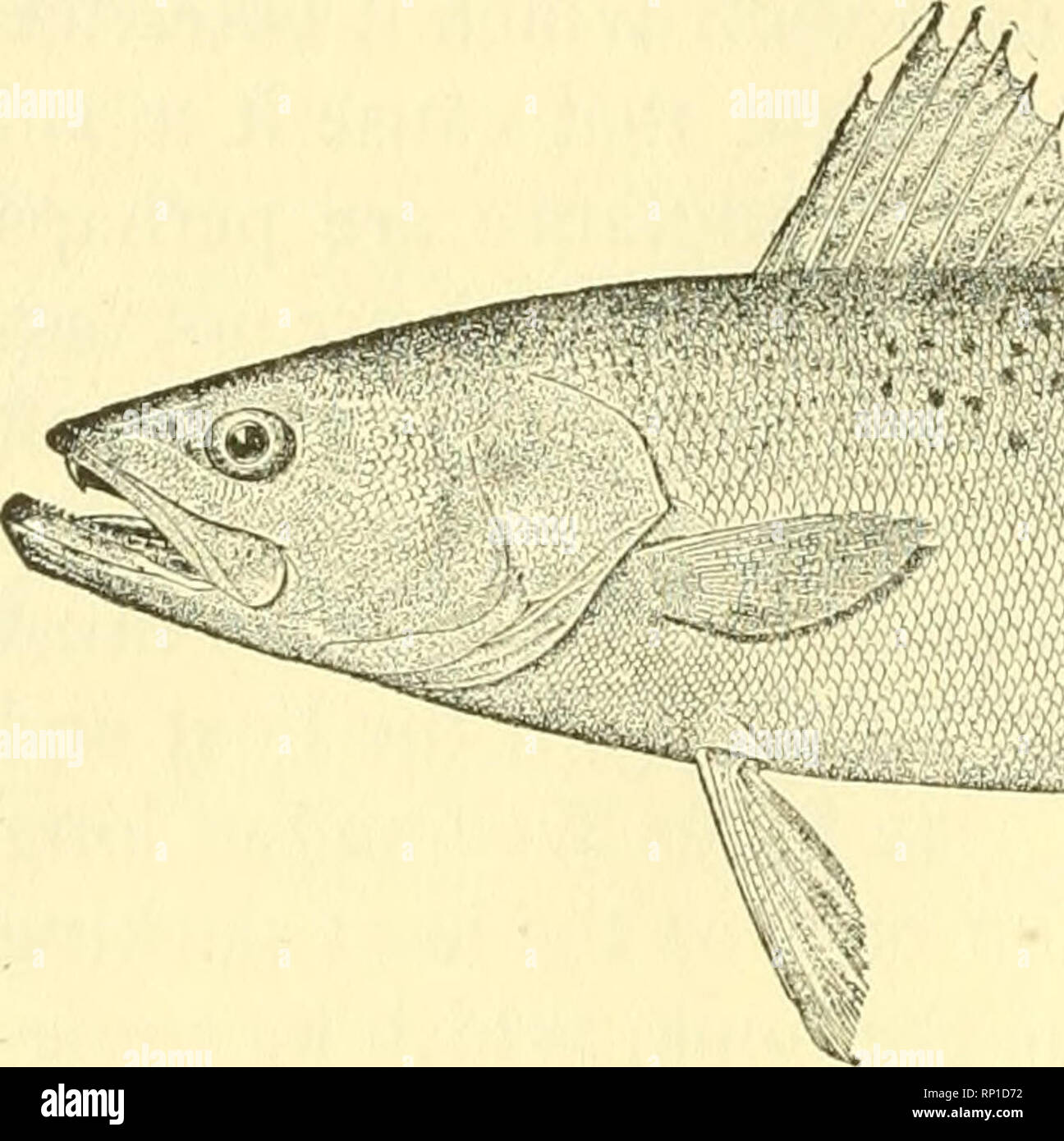. American food and game fishes : a popular account of all the species ...