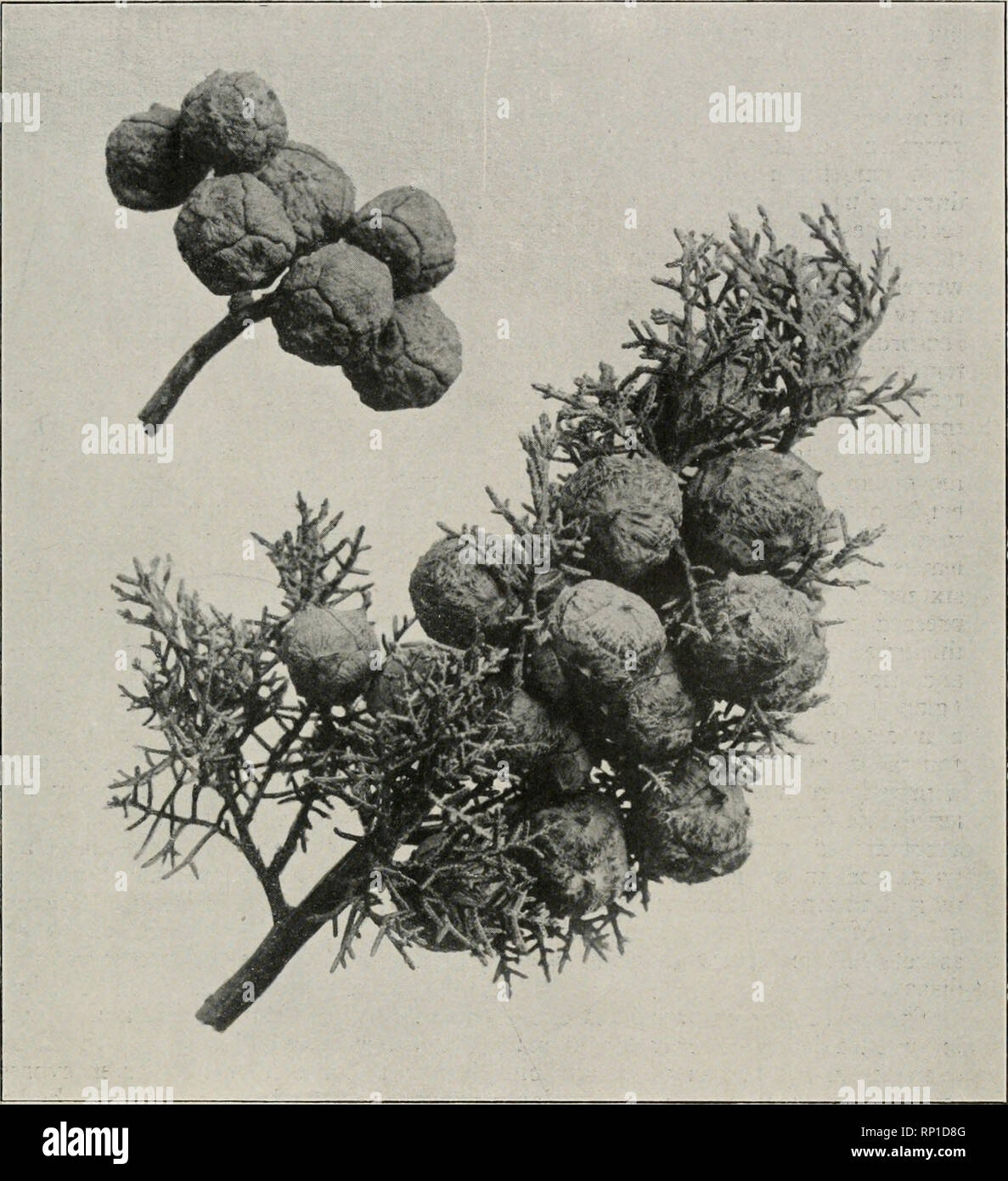 Narrowly pyramidal hi-res stock photography and images - Alamy