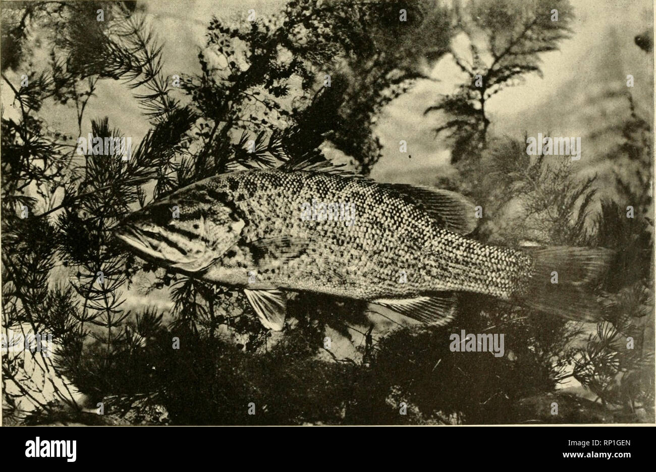 . American food and game fishes : a popular account of all the species ...