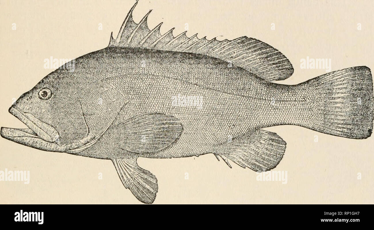 . American food and game fishes. A popular account of all the species ...