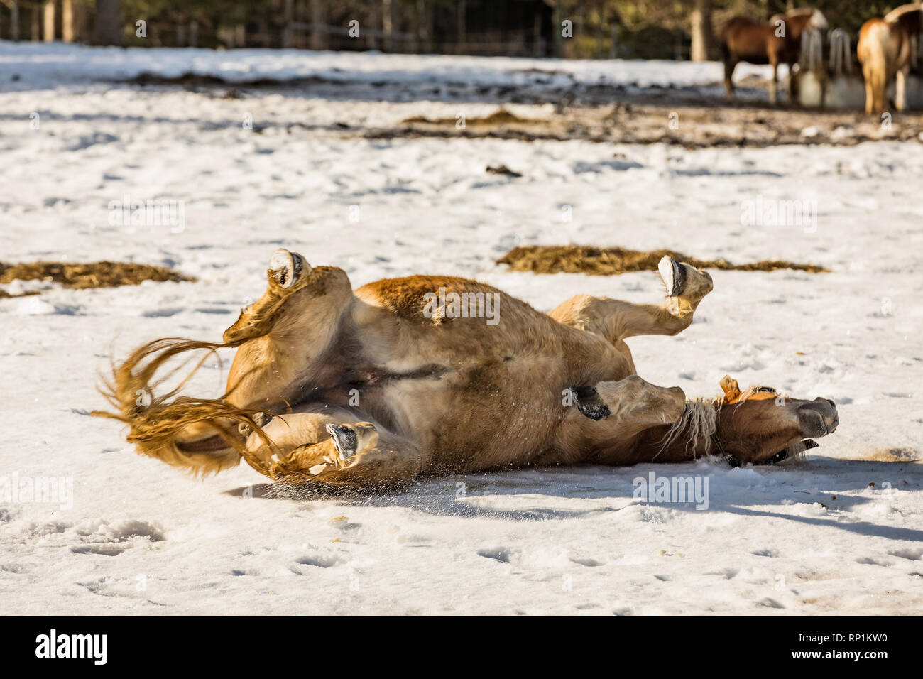 Nice horse rolling in the snow with pleasure Stock Photo - Alamy