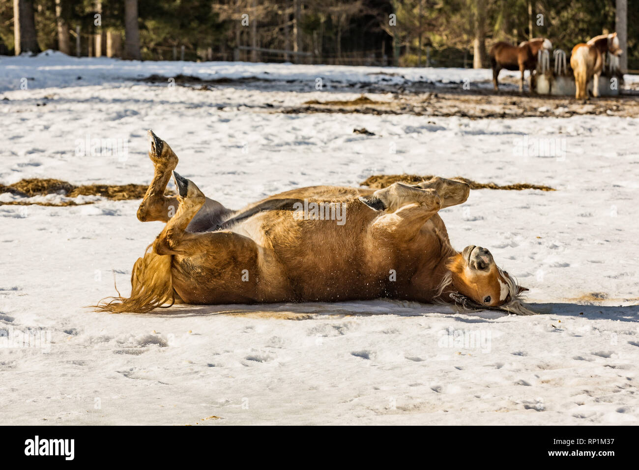 Nice horse rolling in the snow with pleasure Stock Photo - Alamy