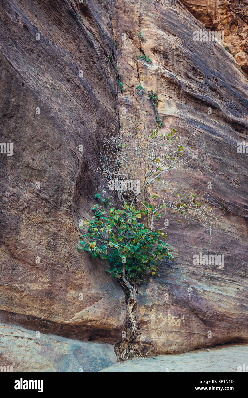 Tree in Siq canyon in Petra historical city of Nabatean Kingdom in ...