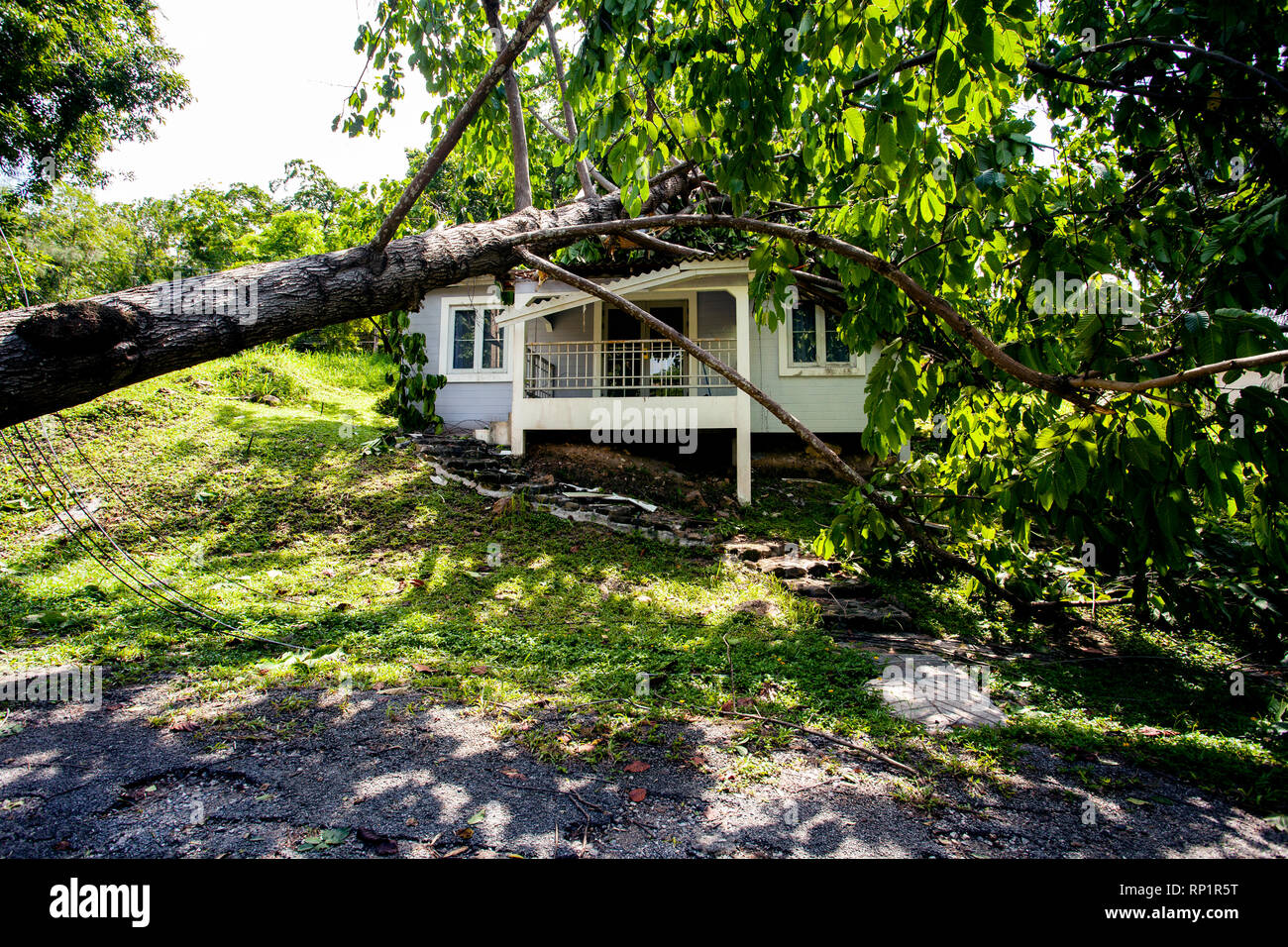 falling tree after hard storm on damage house Stock Photo - Alamy