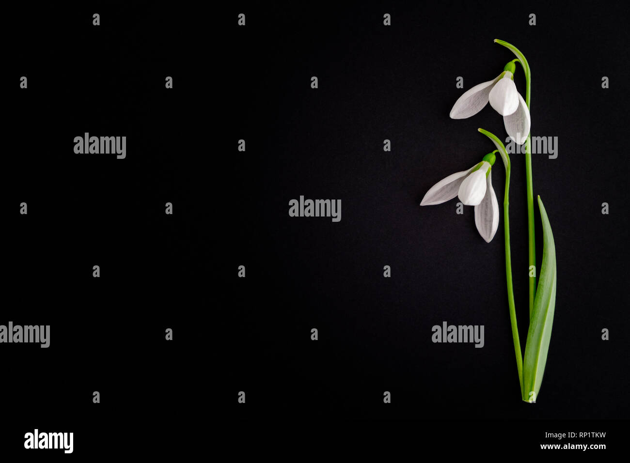 Snowdrop cutout hi-res stock photography and images - Alamy