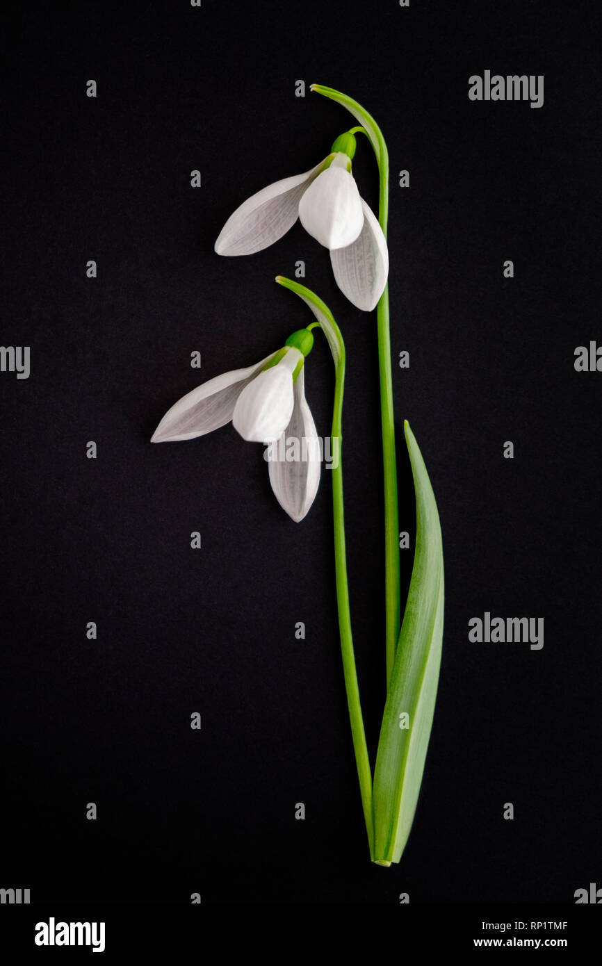 Snowdrop cutout hi-res stock photography and images - Alamy