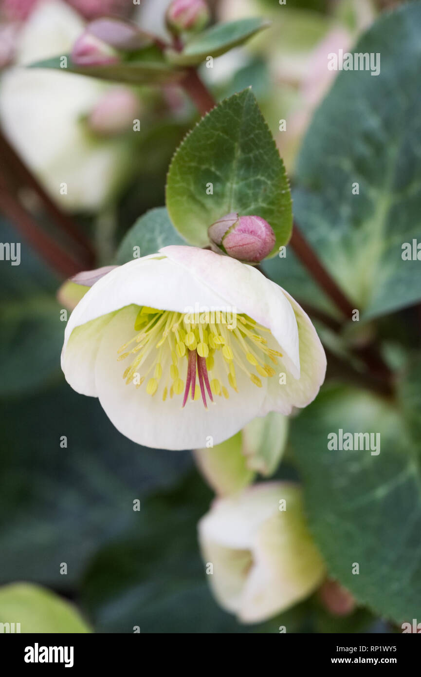 Helleborus lenten rose garden hi-res stock photography and images - Alamy