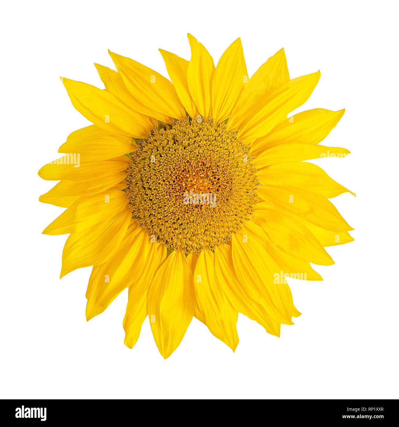 Macro bright sunflower Cut Out Stock Images & Pictures - Alamy