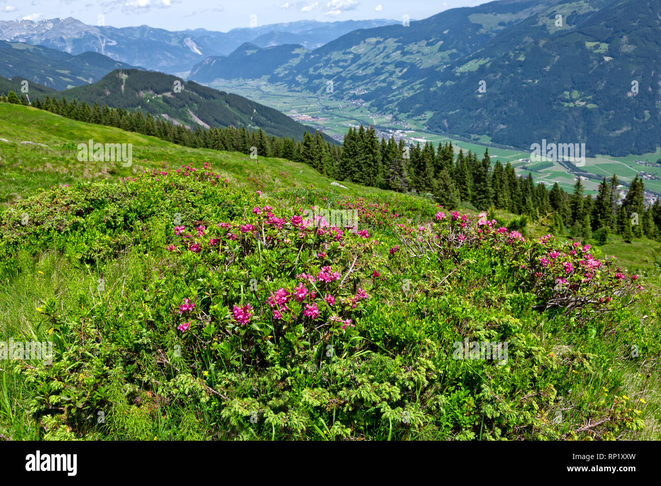 Alpine rose hi-res stock photography and images - Alamy